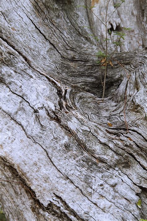 1 000 Free Tree Bark Texture Nature Images Pixabay