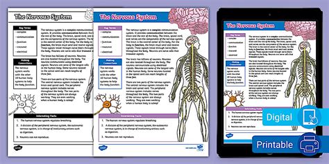 Nervous System Facts Science Resource Twinkl Usa