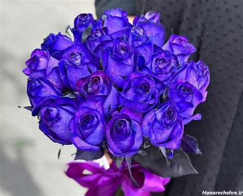 30 عکس از زیبایی گل بنفش که دل شما را میبرد