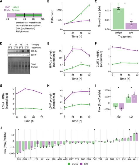 Myc Overrides Hif 1α To Regulate Proliferating Primary Cell Metabolism In Hypoxia Pmc