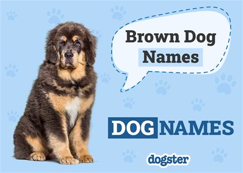 Brown American Bully Names