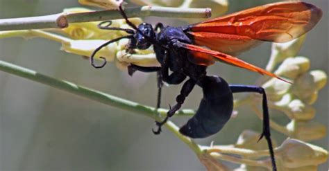 Discover The Official New Mexico State Insect A Z Animals