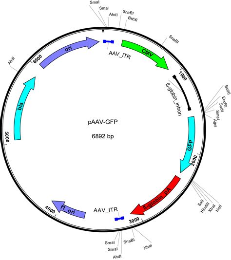 Addgene Paav Gfp