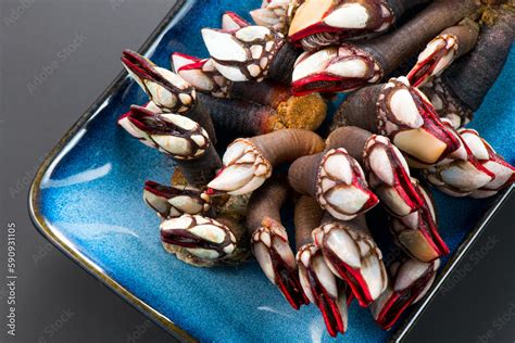 Barnacles Goose Neck Barnacle Percebes Gallician Barnacles