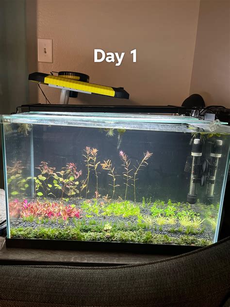 Why Are My Plants Dying Raquariums