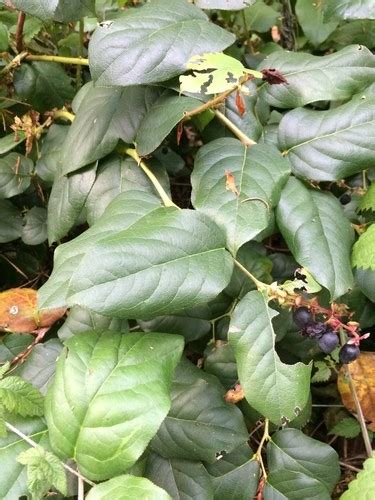 Salal Gaultheria Shallon Flower Leaf Care Uses Picturethis