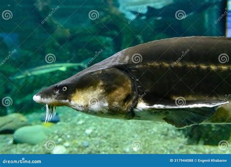 Large Beluga Fish Also Known As Great Sturgeon Or Huso Huso Is Swiming