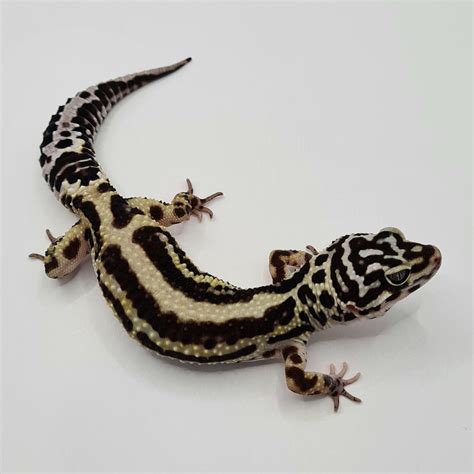 Extreme Bold Planet Morph