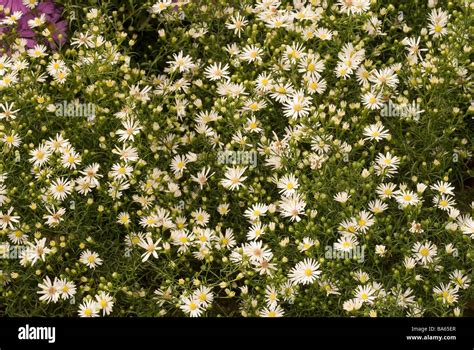 Aster Ericoides Monte Cassino Syn Aster Pringlei Monte Cassino