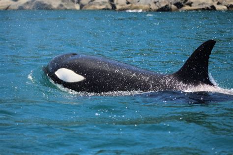 Pesquisadores Filmam Grupo De Orcas Em Ilhabela Aloha Spirit Mídia