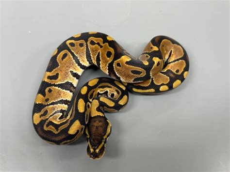Triple Het Ultramel Sunset Puzzle Ball Python By Brock Wagner Reptiles