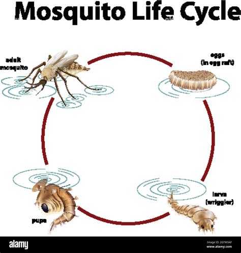 Diagram Showing Life Cycle Of Mosquito Stock Vector Image And Art Alamy