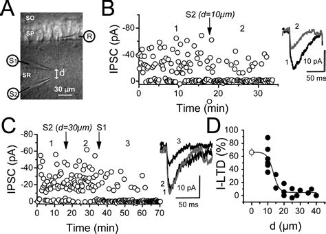 Endocannabinoid Mediated Metaplasticity In The Hippocampus Neuron