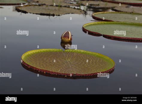 Giant Waterlily Victoria Amazonica Flower Bud Opening In The Early