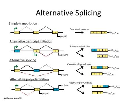 Ppt Estimation Of Alternative Splicing Isoform Frequencies From Rna