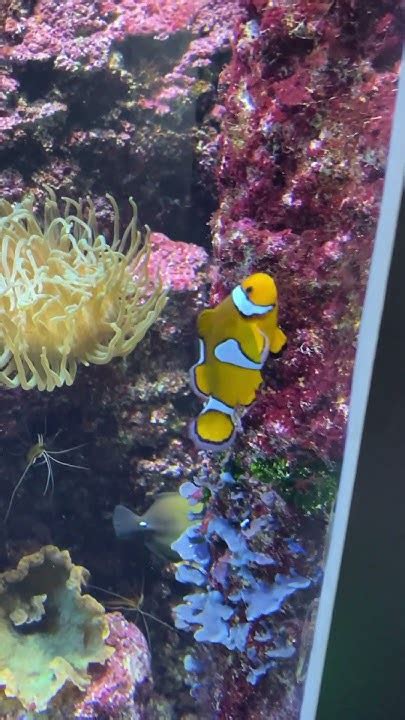 РЫБКА НЕМО АКВАРИУМ AQUARIUM NEMO FISH #shorts #fish #nemo #aquarium # ...