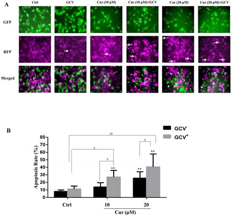 The Bystander Effect Of HSV TK GCV Was Enhanced By Curcumin B16 TK And Download Scientific