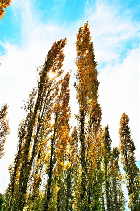 Tall Poplar Trees Free Stock Photo Public Domain Pictures