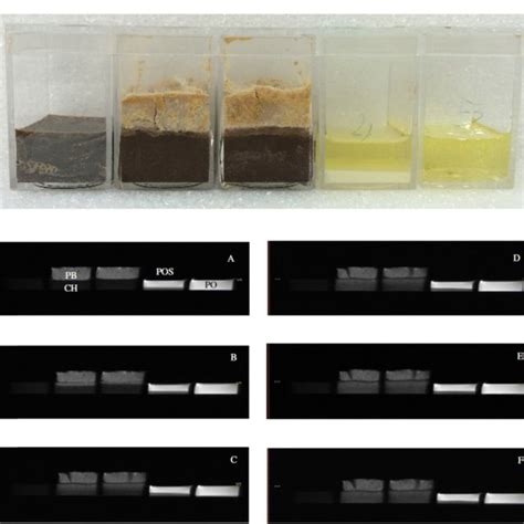 Several Properties In Six Polymorphic Forms Of Cocoa Butter 1 12 Download Scientific Diagram