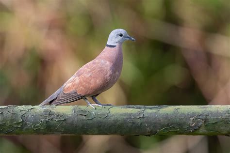 Red Collared Dove Birds Of Singapore