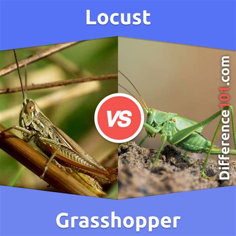 Locust Vs Grasshopper 6 Key Differences Pros And Cons Similarities
