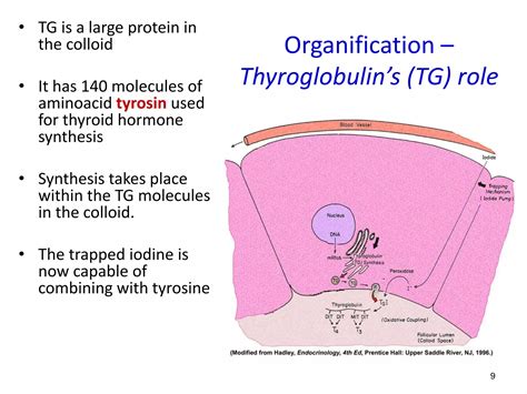 Thyroid Anatomy Physiology Thyroid Scintigraphy Principles Pptx