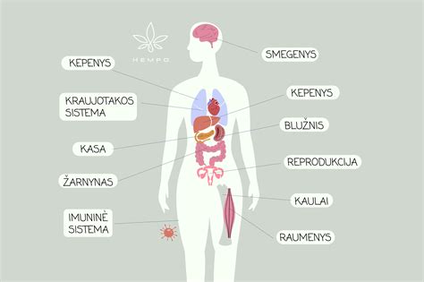 Cbd And The Endocannabinoid System Things To Know Hempo