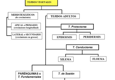 Tejido Vegetal Ejercicios Resueltos De BiologÍa De Examen AdmisiÓn