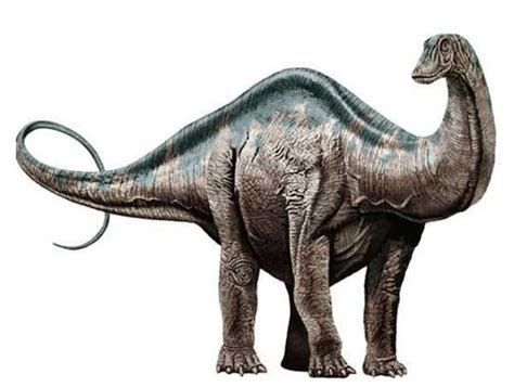 10 Long Neck Dinosaurs That You Should Know Mydinosaurs