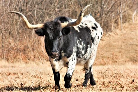 Zwart En Wit Texas Longhorn Bull Gratis Stock Foto Public Domain Pictures
