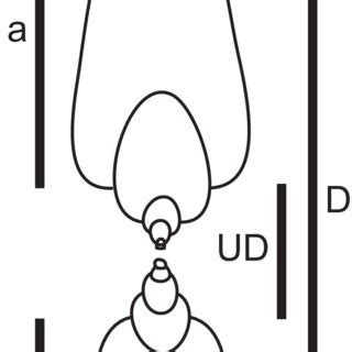 Shell Shape Parameters Diagram Showing Definitions Of Measured Download Scientific Diagram