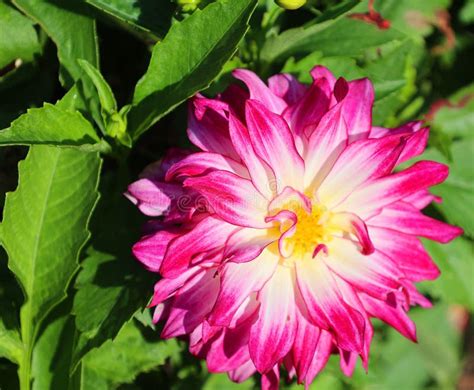 Dahlia Is A Genus Of Bushy Tuberous Perennial Plants Native To Mexico