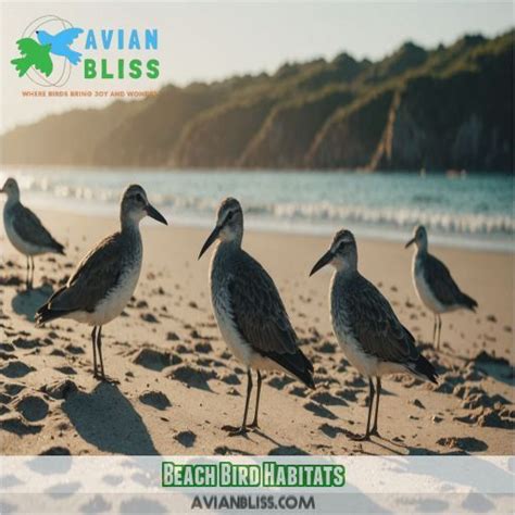Types Of Beach Birds Your Guide To 50 Stunning Species Found On Shores