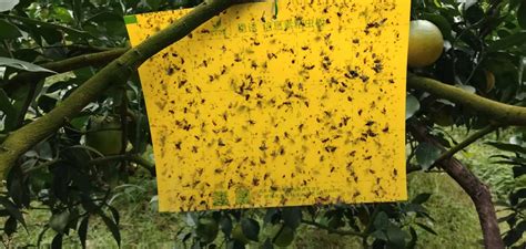 实蝇绿色防控技术解决方案广州瑞丰生物科技有限公司 实蝇绿色防控技术解决方案广州瑞丰生物科技有限公司