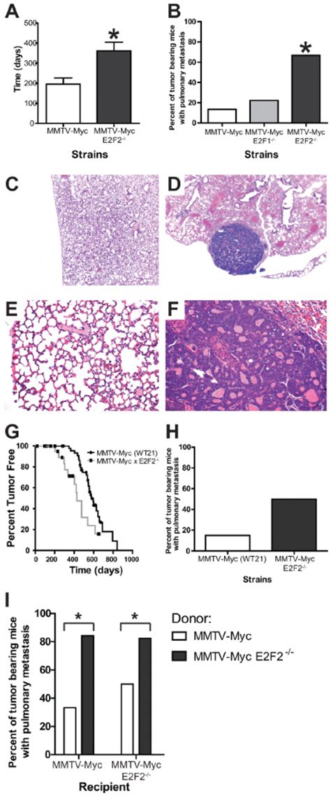E2f2 Loss Induces Metastasis In Myc Driven Tumors Mmtv Myc Transgenic Download Scientific