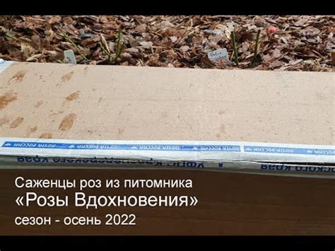 Новые саженцы роз из питомника "Розы Вдохновения" - YouTube