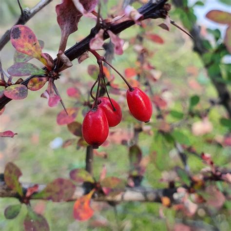 08화 매자 기억 속에 남아있는 그녀의 웃음과 춤들 2