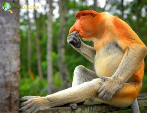 Proboscis Monkey Characteristics Nasalis Larvatus Diet And Facts