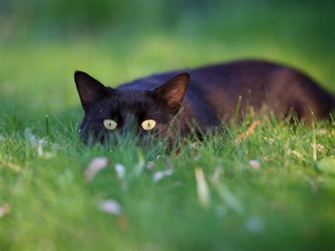 Was Es Mit Dem Jagdverhalten Von Katzen Auf Sich Hat