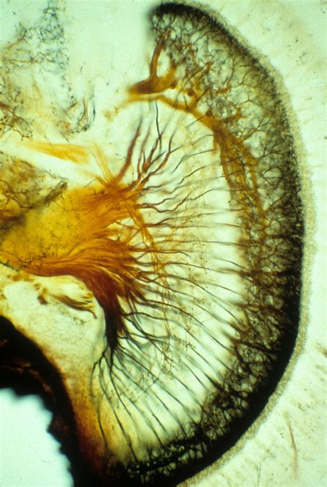 Sex Specific Male Visual Neurons In Blowfly Nikon Small World