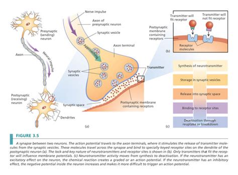 Psyc 1000 Chapter 3 Flashcards Quizlet