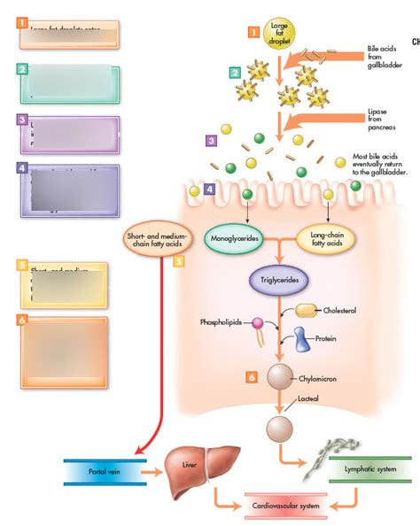 Chapter Absorption Diagram Quizlet