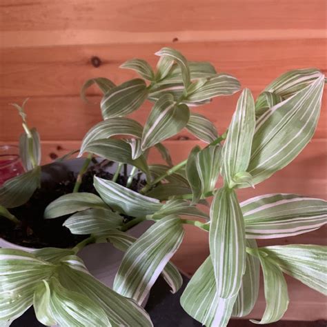 How Should Small Leaf Spiderwort Be Cut Back