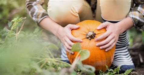 줄무늬 고무 장화와 주황색 호박을 들고 있는 체크 셔츠를 입은 알아볼 수 없는 여성 화창한 가을 자연 사진