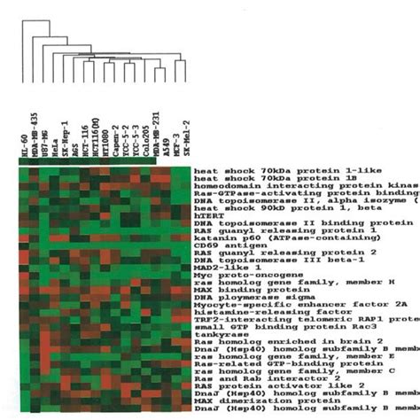 Gene Expression Profiling By Cdna Microarray A Supervised Clustering
