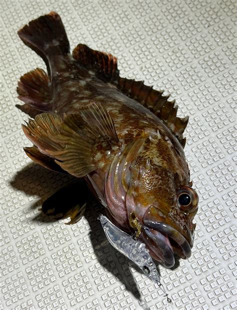 今年は大阪でのフィッシングショーにbreadenも出展します。ロッドの話、ルアーの話、沢山したいですね。ブースでお待ちしております。また報告します。