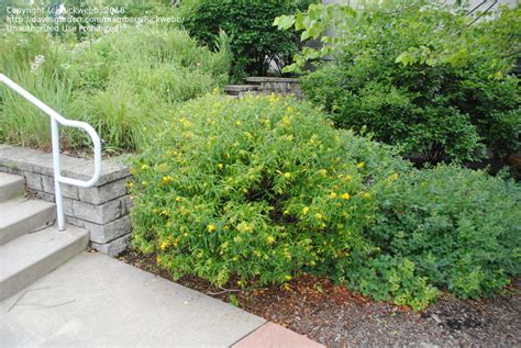 Shrubby St Johns Wort Species Spotlight Ssmsr