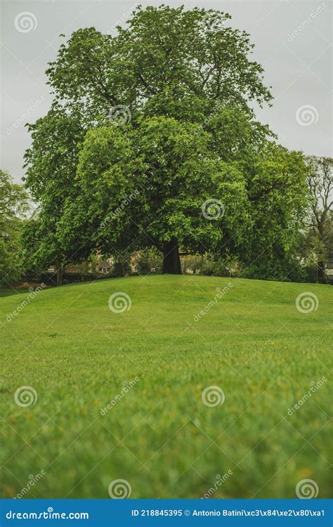 Massive Tree Roots Causing Biological Weathering Stock Photo CartoonDealer Com 165092010