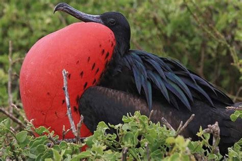 Фрегат птица 70 фото