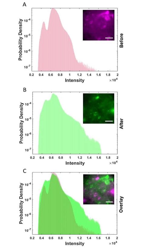 Myosin Activity Drives Mesoscale Motion And Restructuring Of